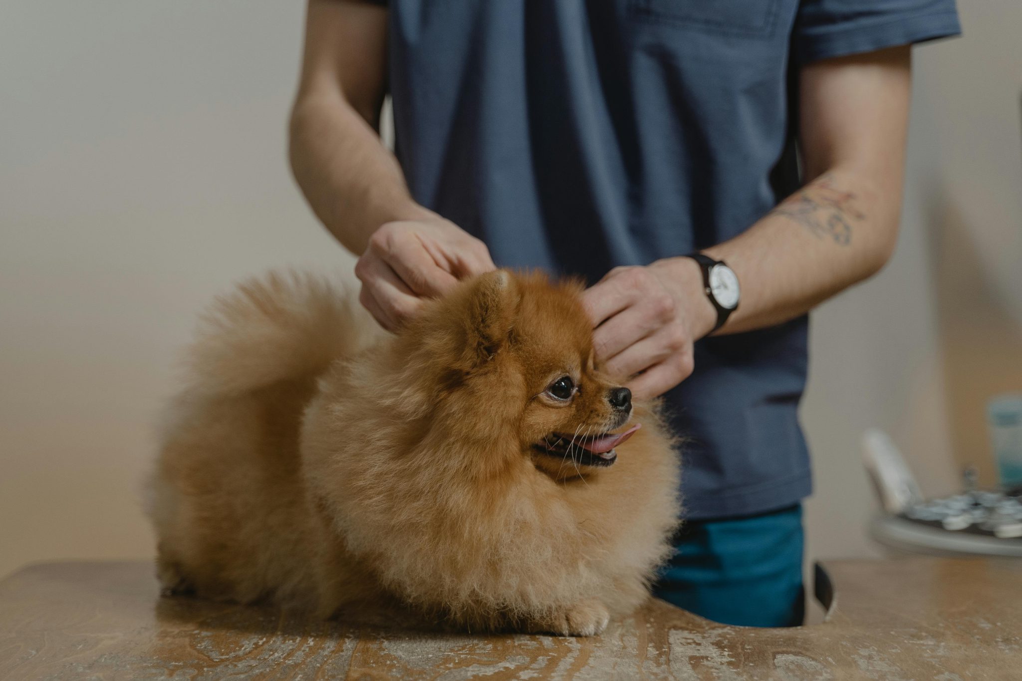 The Ultimate Guide to Grooming Your Pet at Home - Self Pet Grooming ...