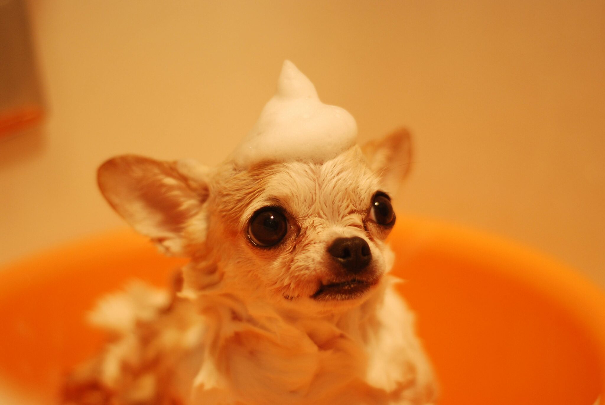 The Ultimate Guide to Shampooing Your Dogs and Cats: A Pet Parent's ...